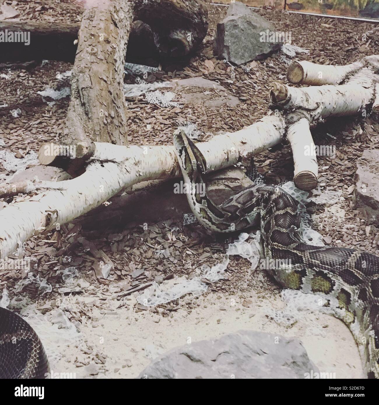 Beautiful python hi-res stock photography and images - Alamy