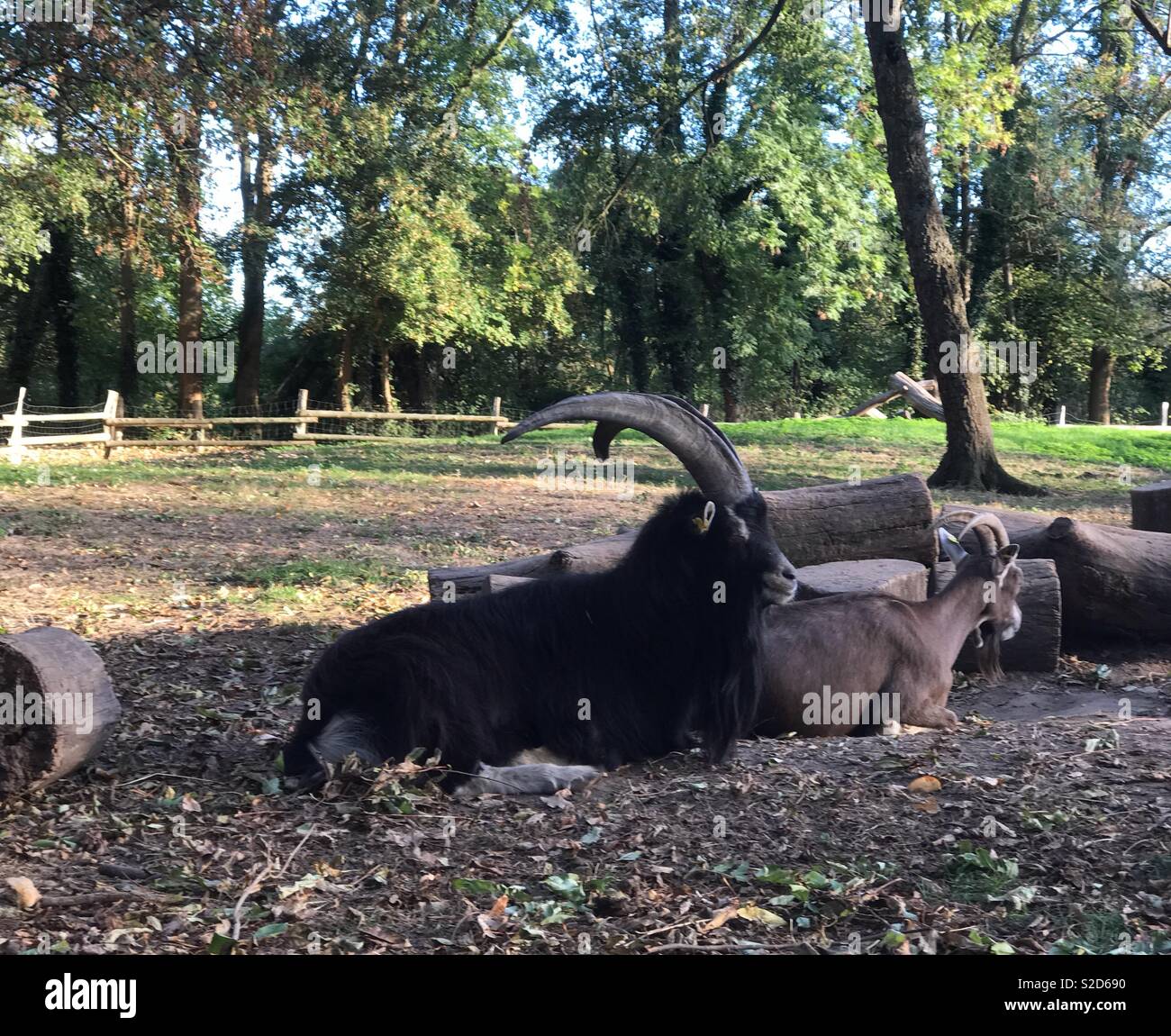 Female goats hi-res stock photography and images - Alamy