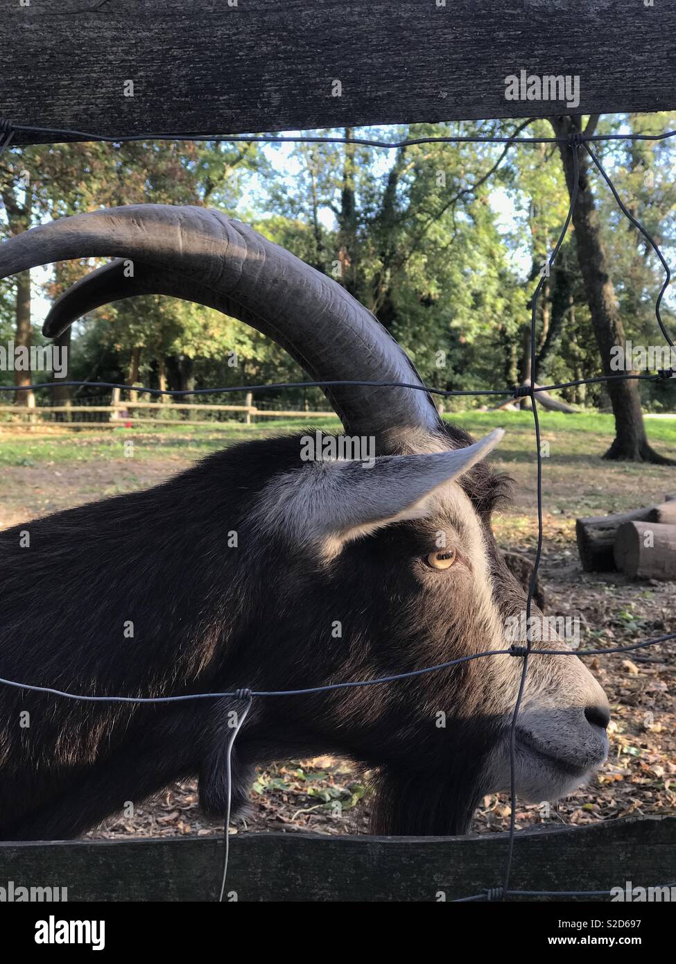 Closeup goat hi-res stock photography and images - Alamy