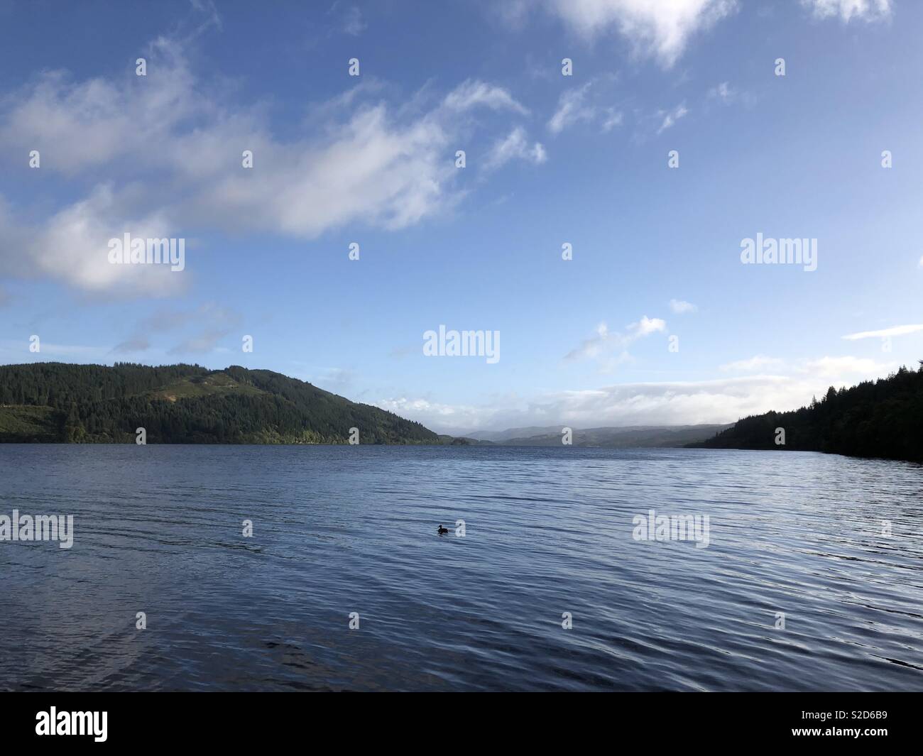 Scottish duck hi-res stock photography and images - Alamy