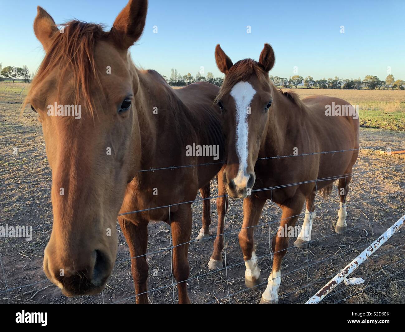 Australia outback horses hi-res stock photography and images - Alamy