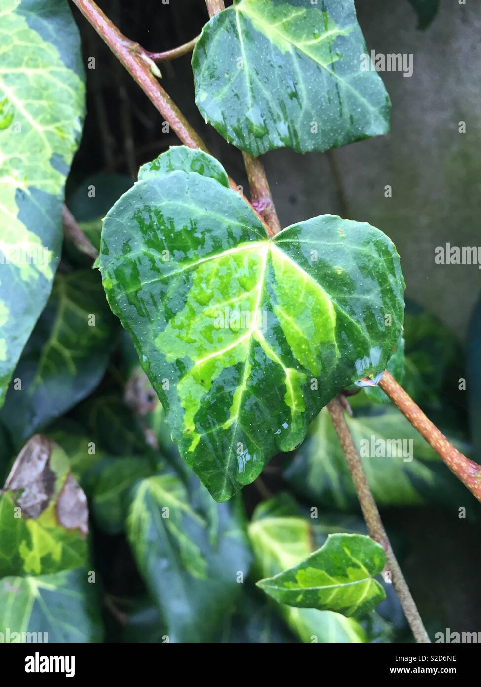 Ivy leaf heart hi-res stock photography and images - Alamy