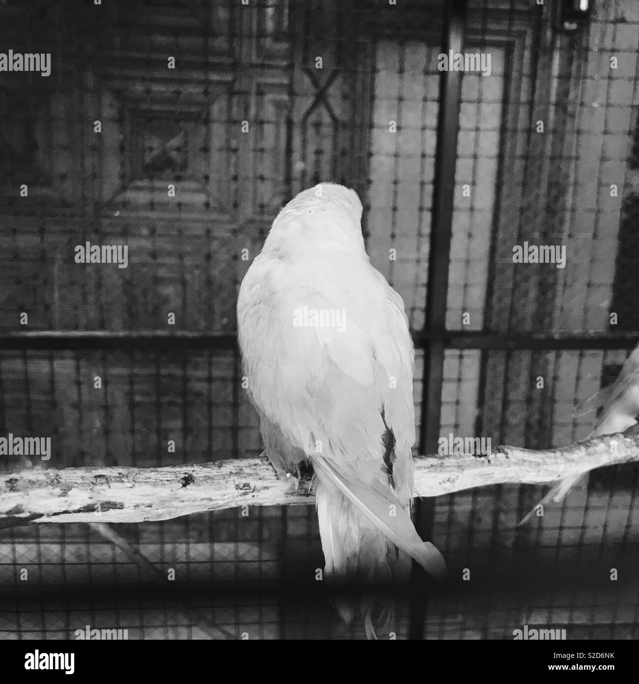 Sad bird hi-res stock photography and images - Alamy