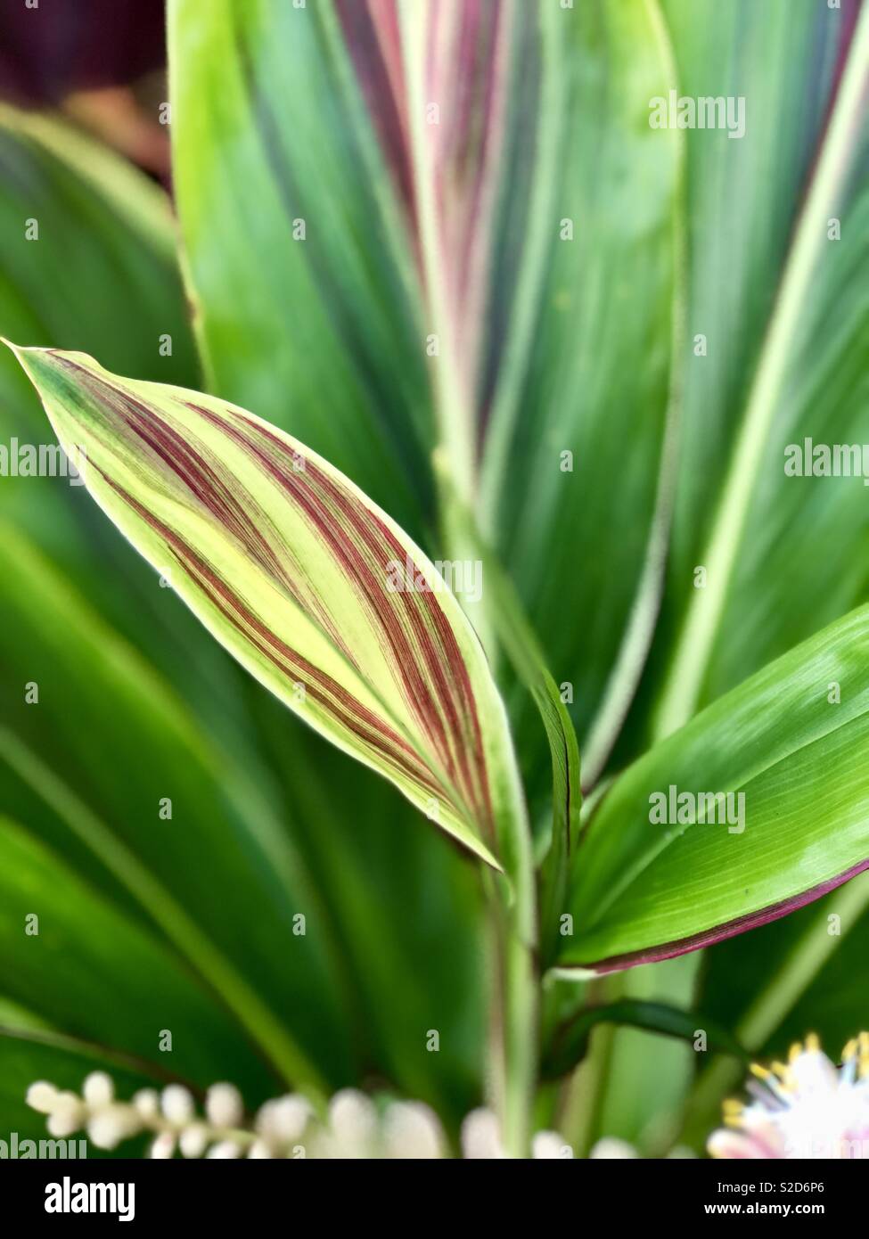 Close up of variegated ti leaf in Hawaii Stock Photo - Alamy