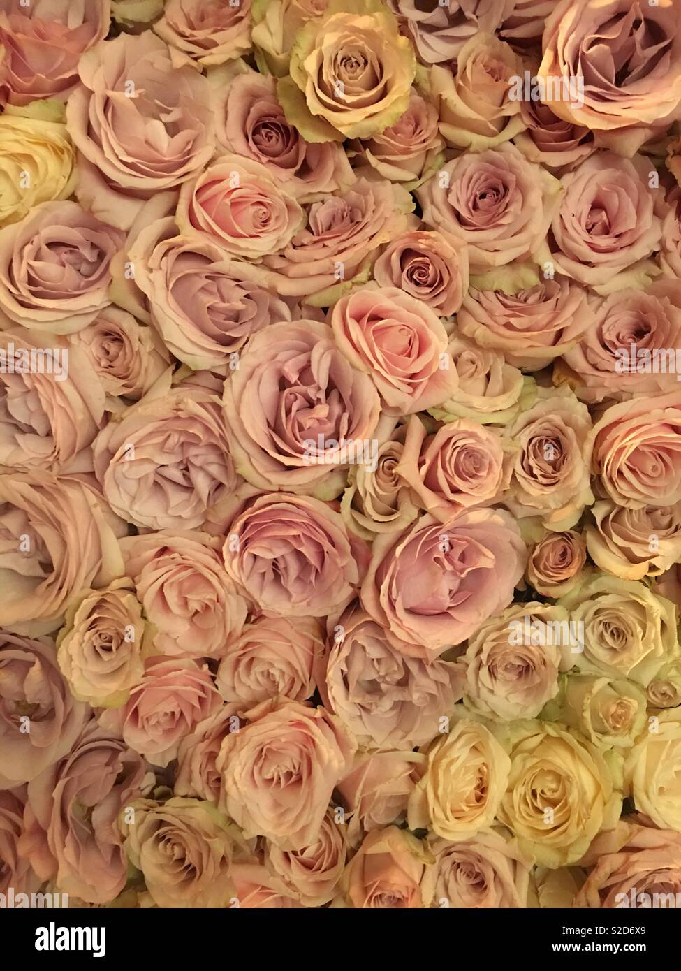 Wall of roses hi-res stock photography and images - Alamy