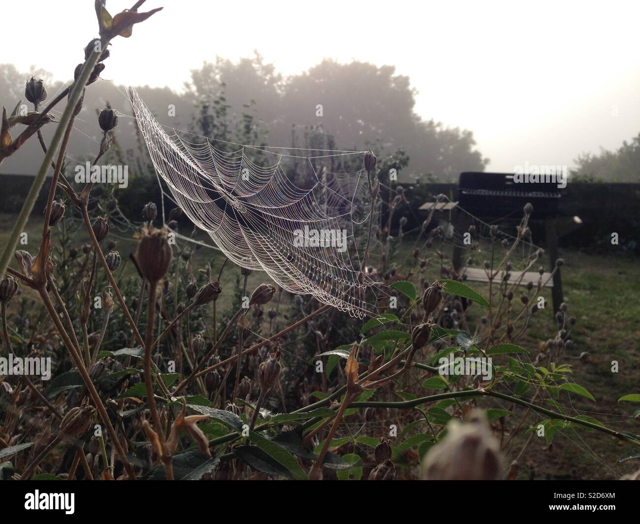 Cobweb on a lavender plant on a misty autumn morning Stock Photo