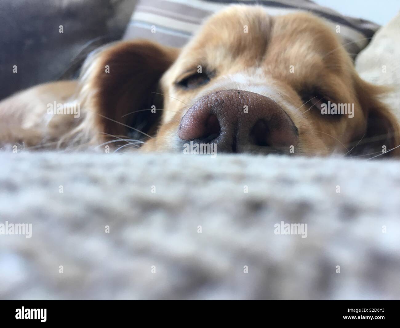 Life with dog hi-res stock photography and images - Alamy