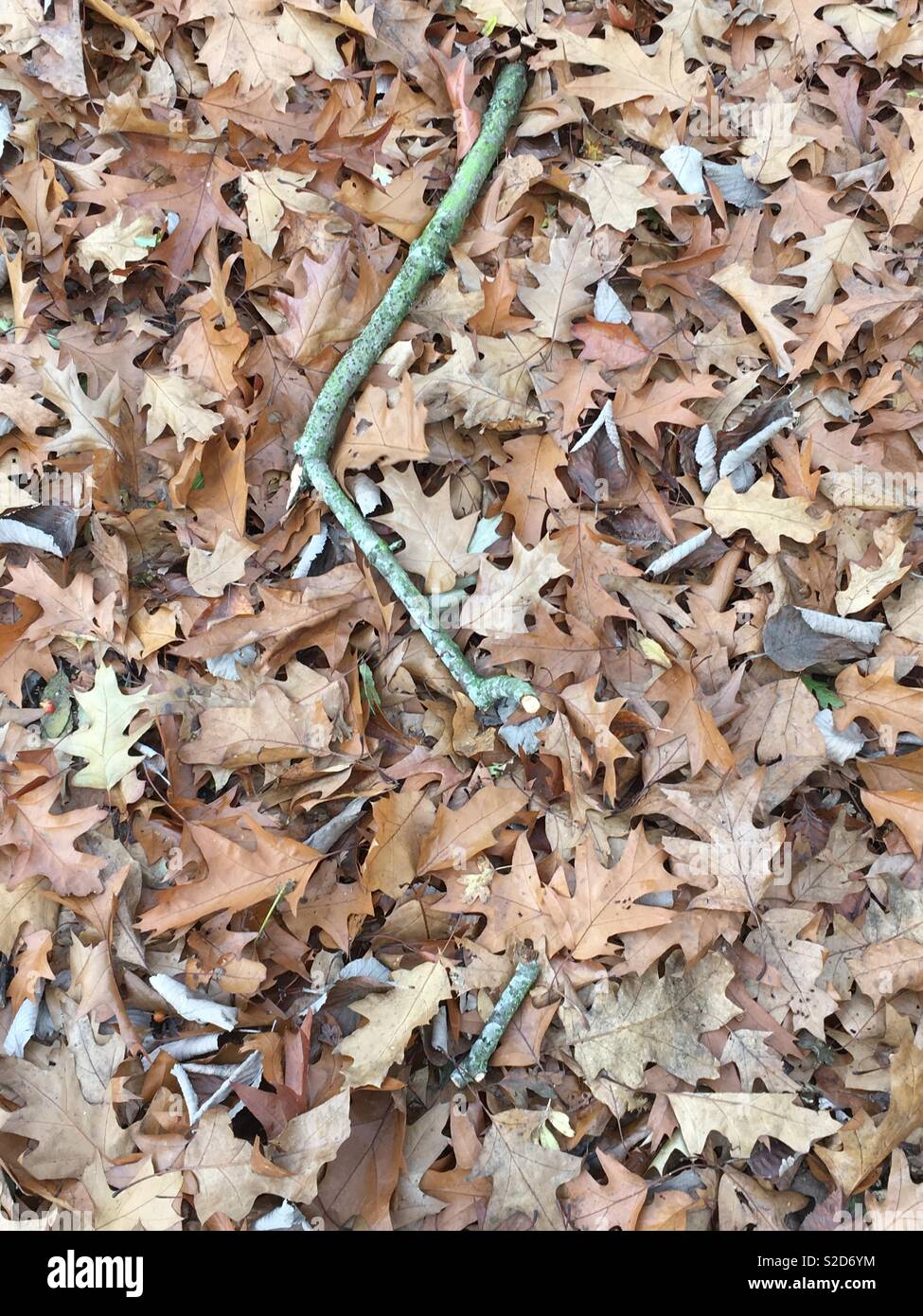 Stick and leaves hi-res stock photography and images - Alamy