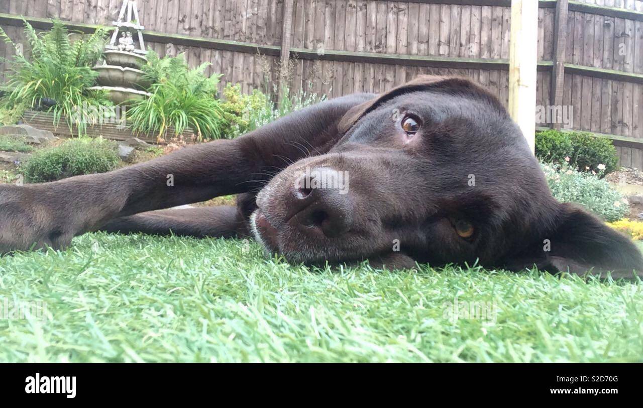 Hard life of dog hi-res stock photography and images - Alamy