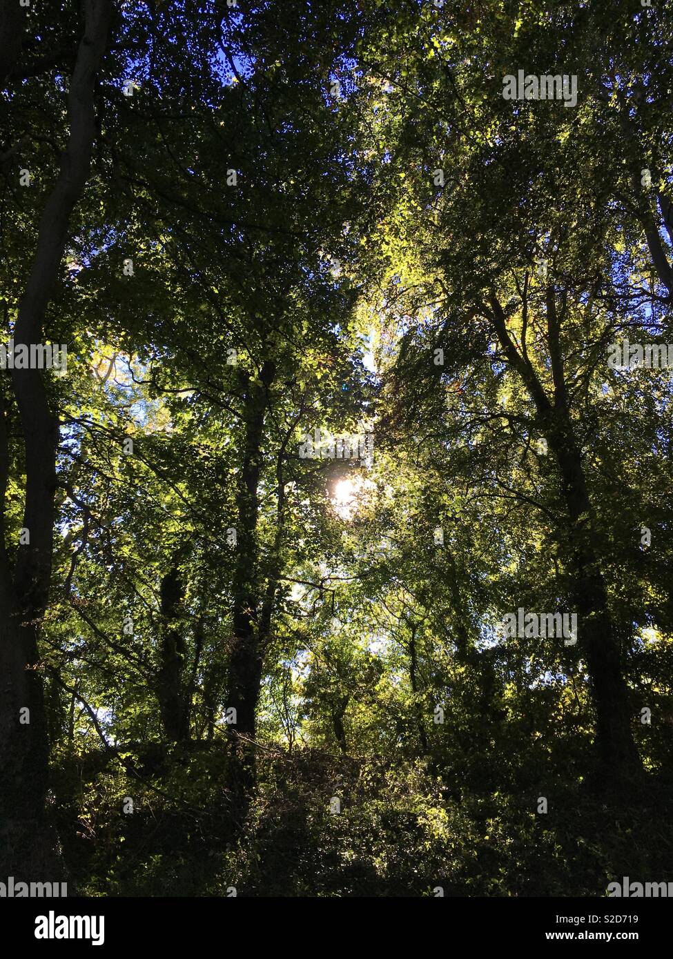 Sun with trees hi-res stock photography and images - Alamy