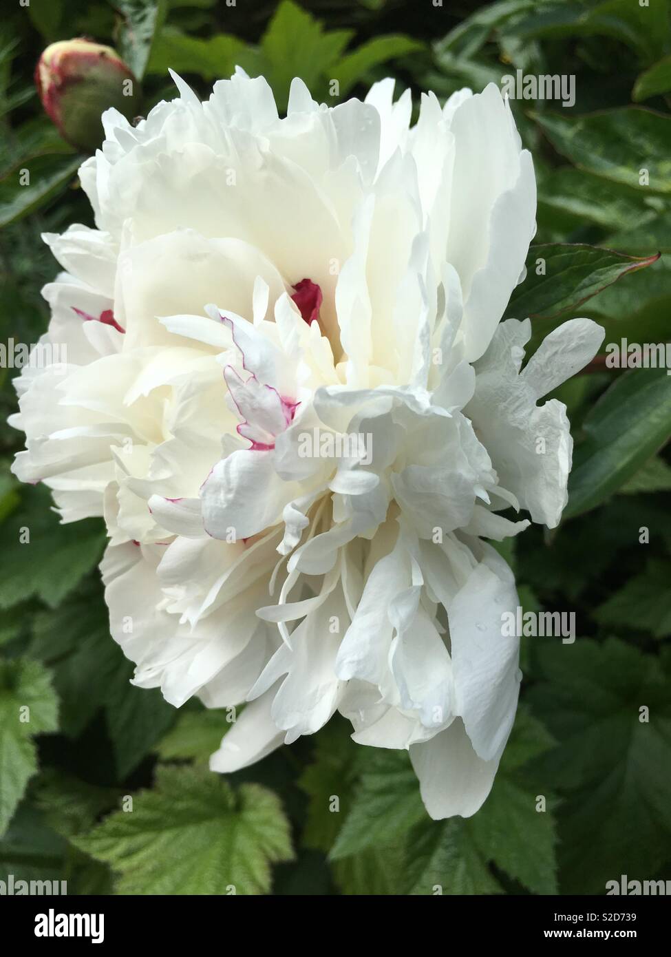 White peoni flower with burgundy centre Stock Photo - Alamy