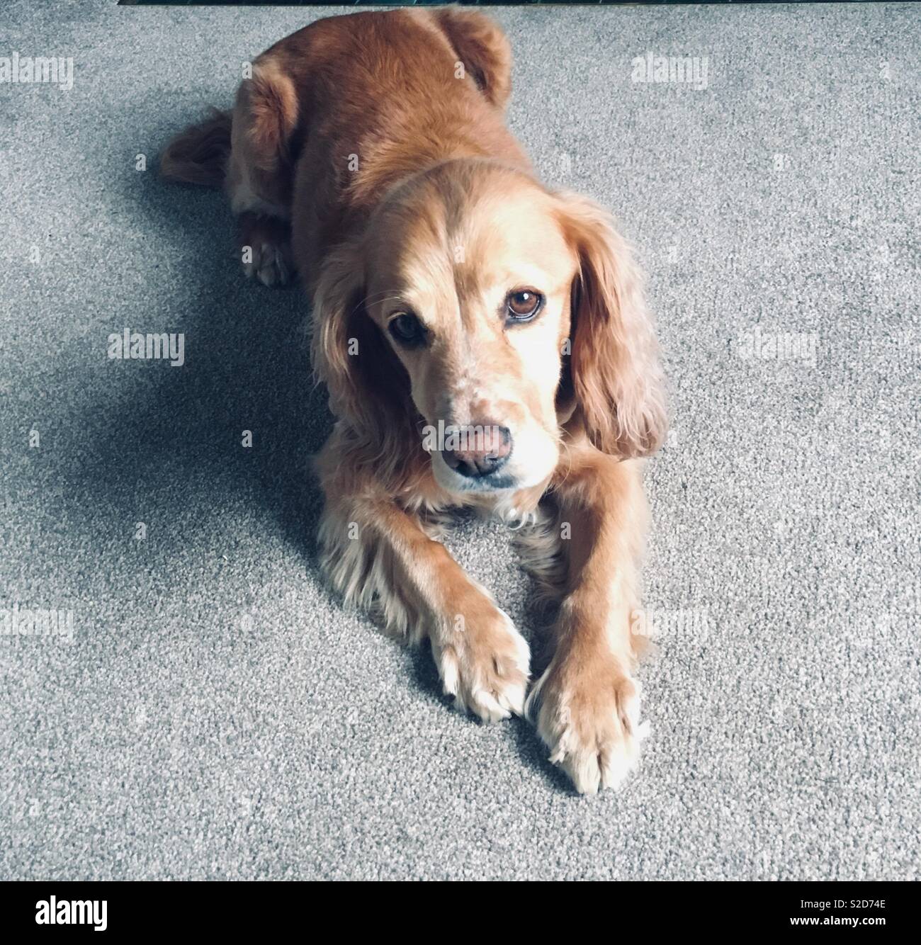 Golden spaniel hi-res stock photography and images - Alamy