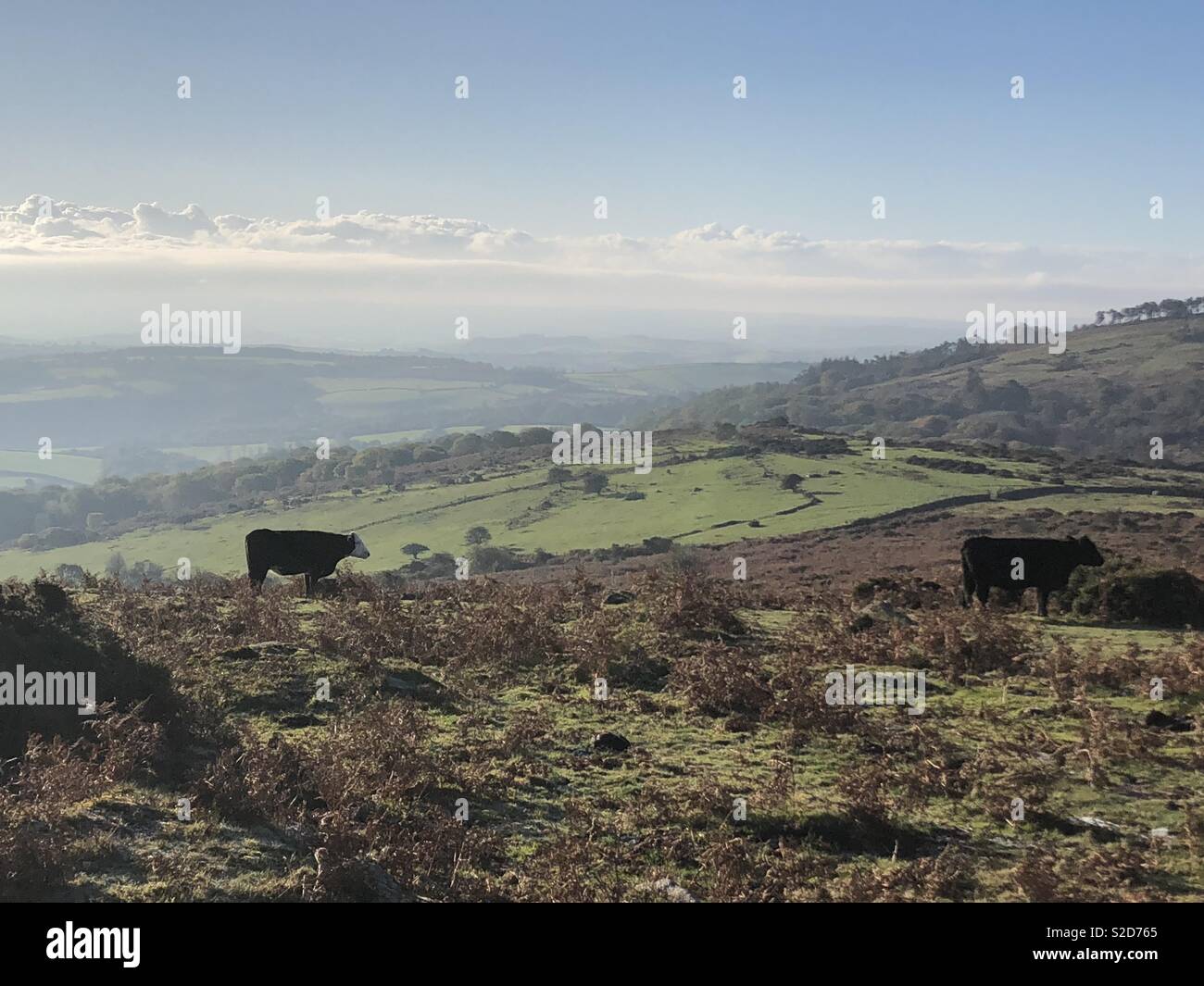 White face cow in the Dartmoor landscape Stock Photo - Alamy