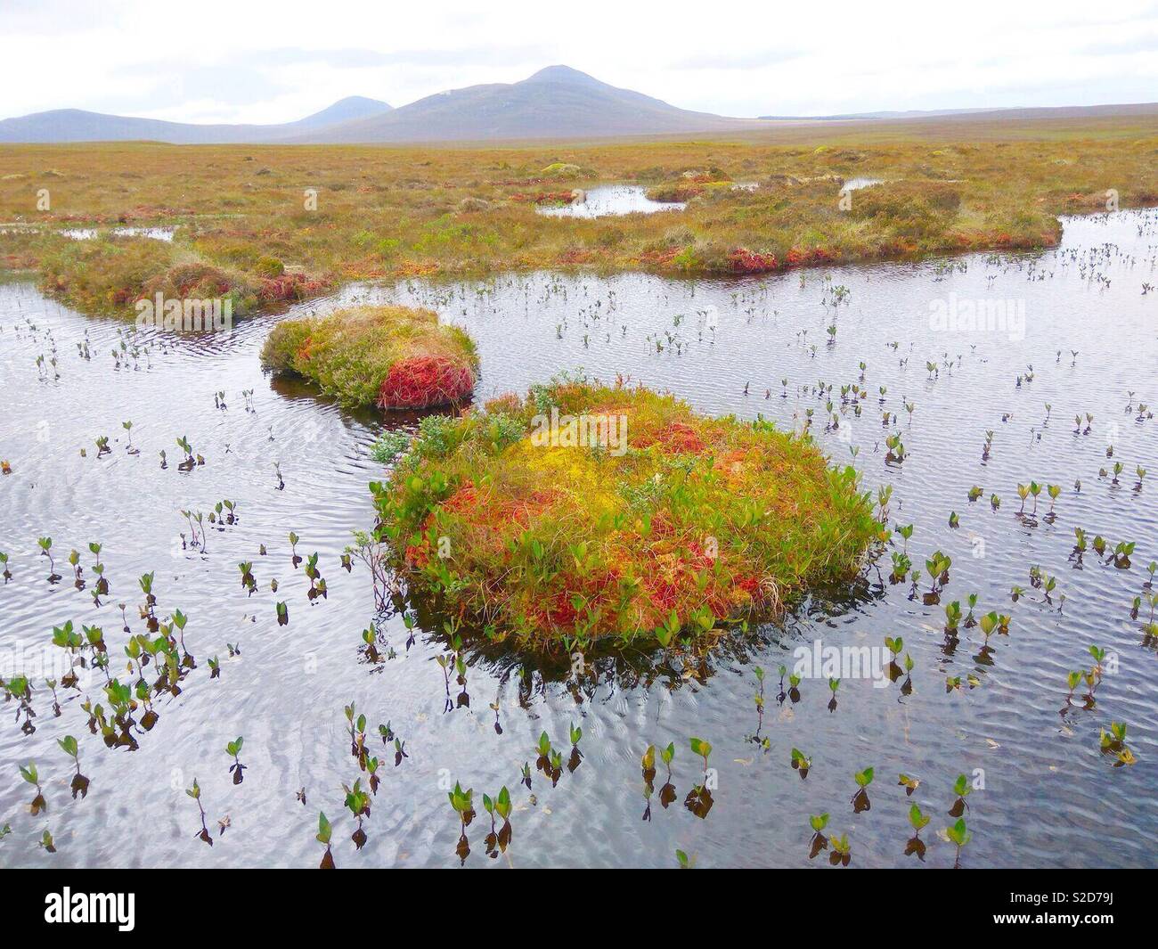 Flow country bog scotland hi-res stock photography and images - Alamy