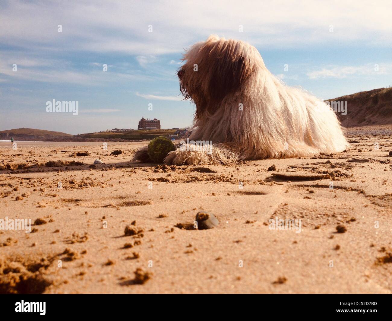 Bearded collie on fistral beach, Cornwall Stock Photo - Alamy