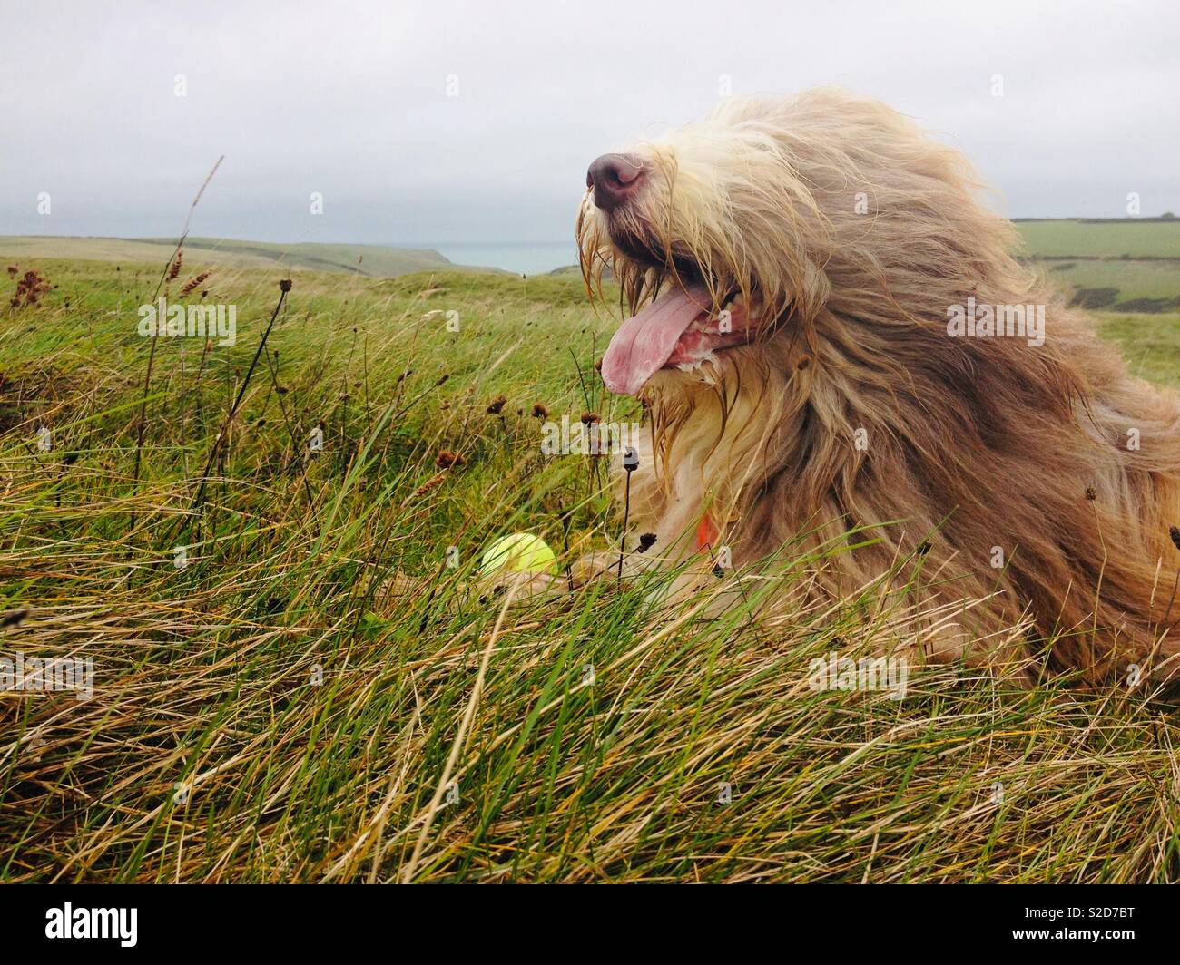 Cubert common hi-res stock photography and images - Alamy