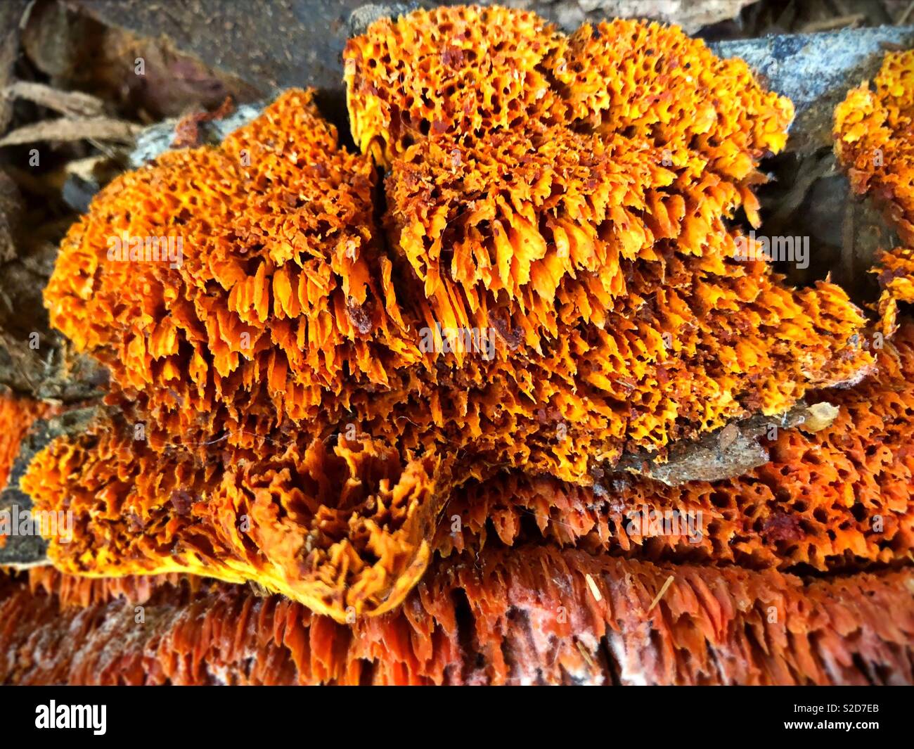 Orange sponge polypore Stock Photo - Alamy