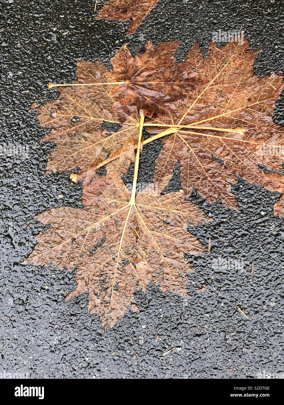 Wet, large Maple leaves stuck to the roadway Stock Photo - Alamy