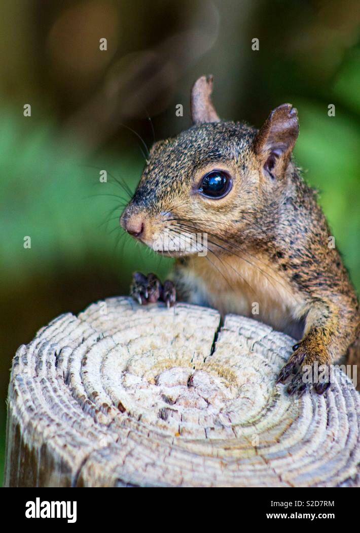 Squirrel animal rodent post park wildlife creatures hi-res stock ...