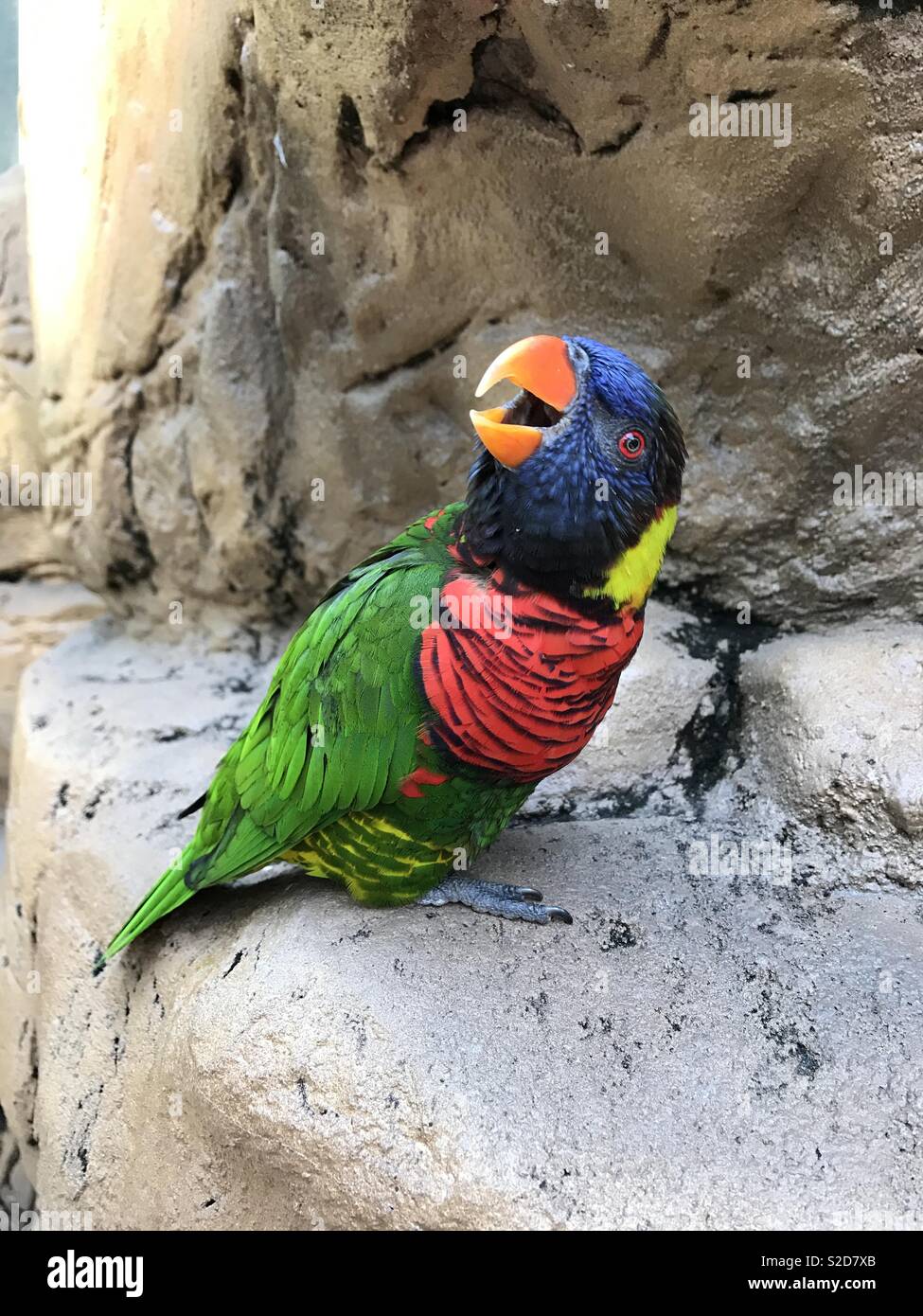 Parakeet zoo hi-res stock photography and images - Alamy