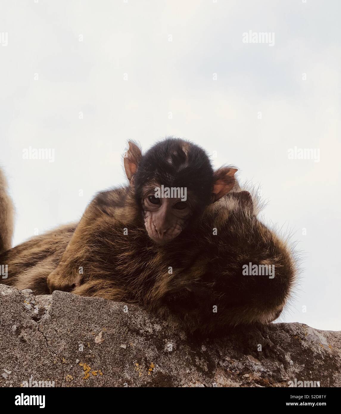 Monkey rock hi-res stock photography and images - Alamy