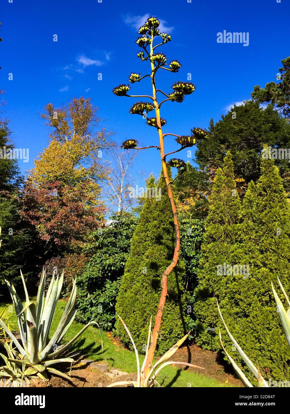 Agave Cactus in full bloom Stock Photo - Alamy