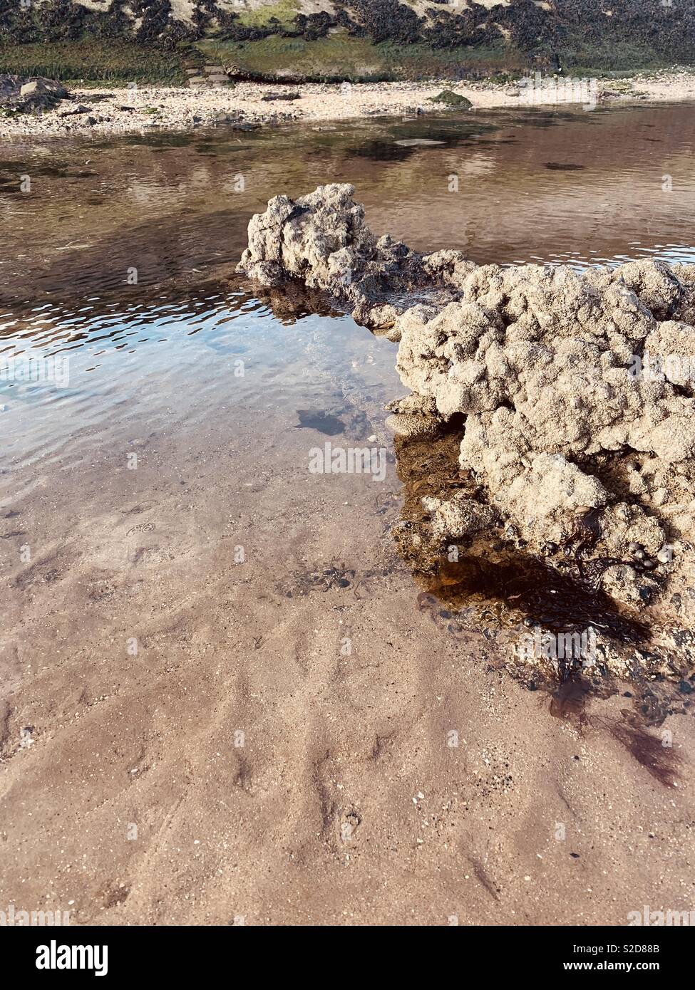 Rock pool on beach in Edinburgh Stock Photo - Alamy