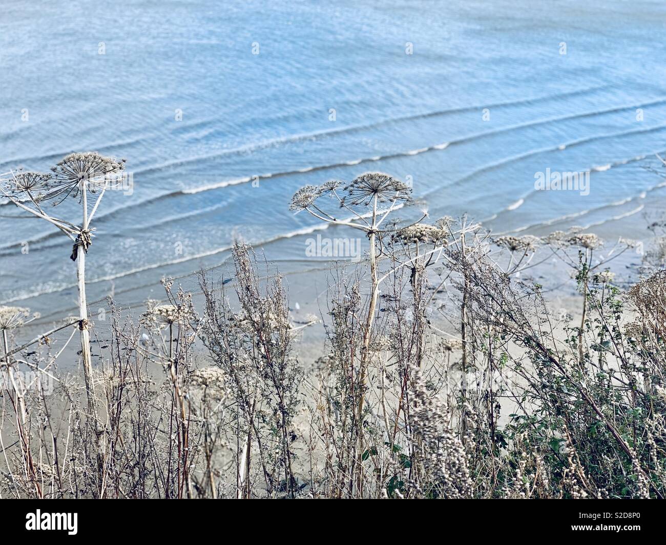 Beach weeds hi-res stock photography and images - Alamy
