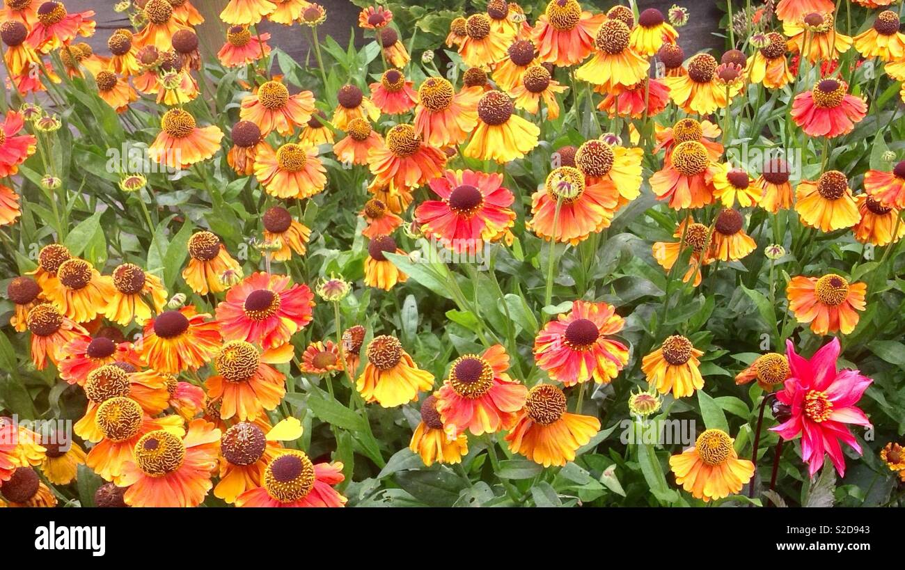 Heleniums and one dahlia Stock Photo - Alamy