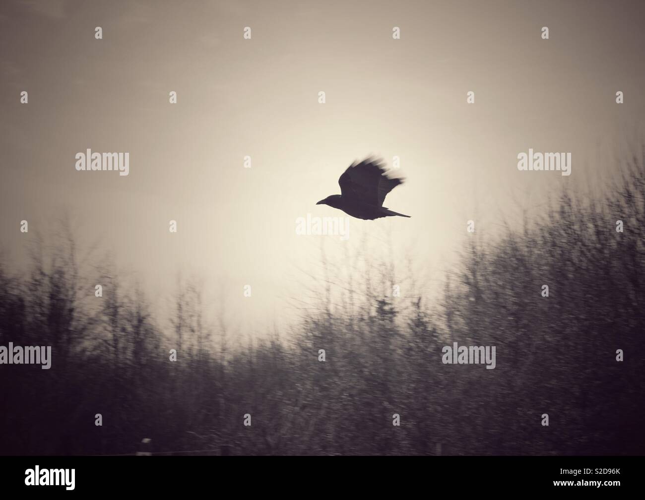 Black bird flying hi-res stock photography and images - Alamy
