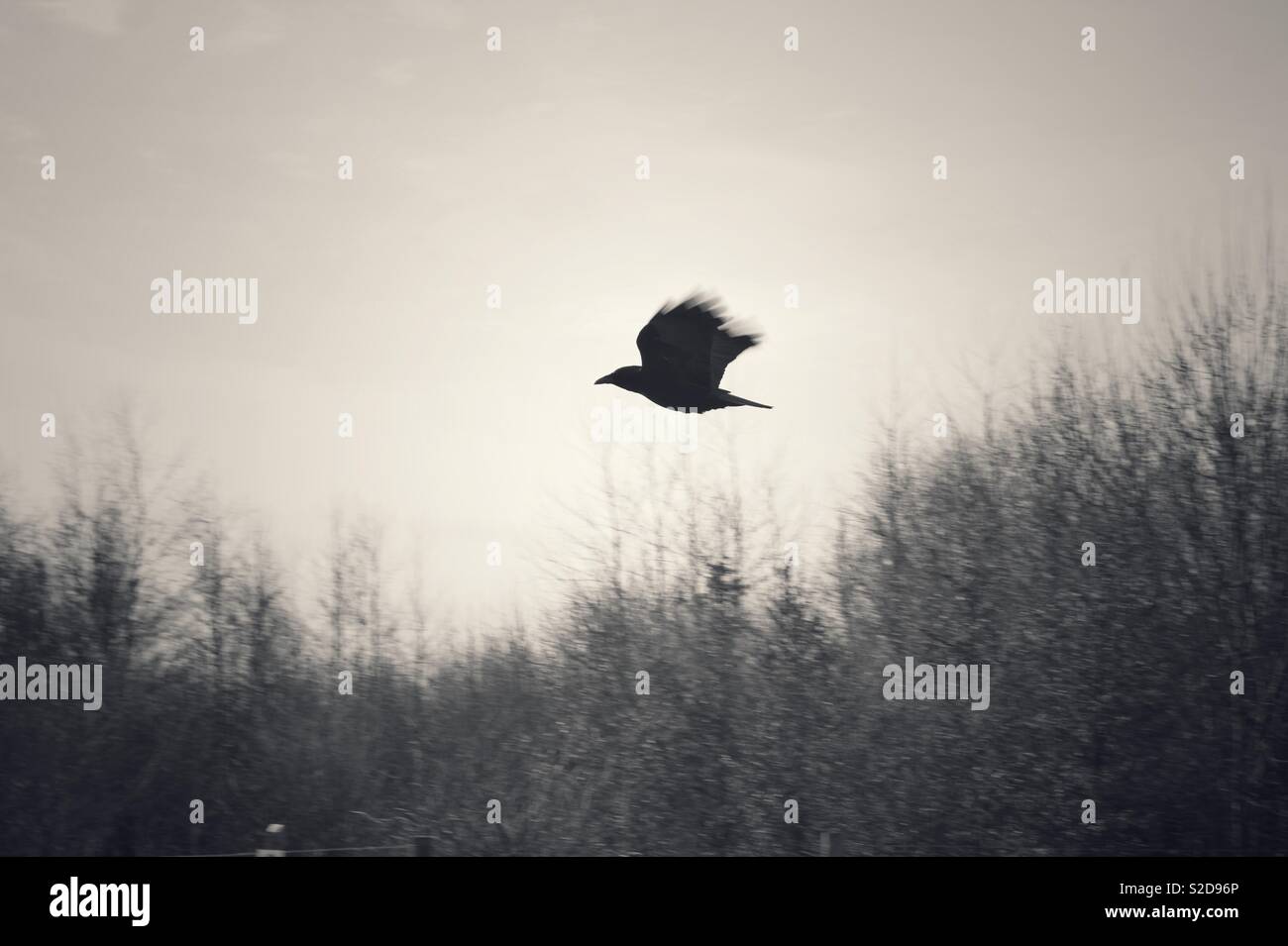Black bird flying over trees Stock Photo - Alamy