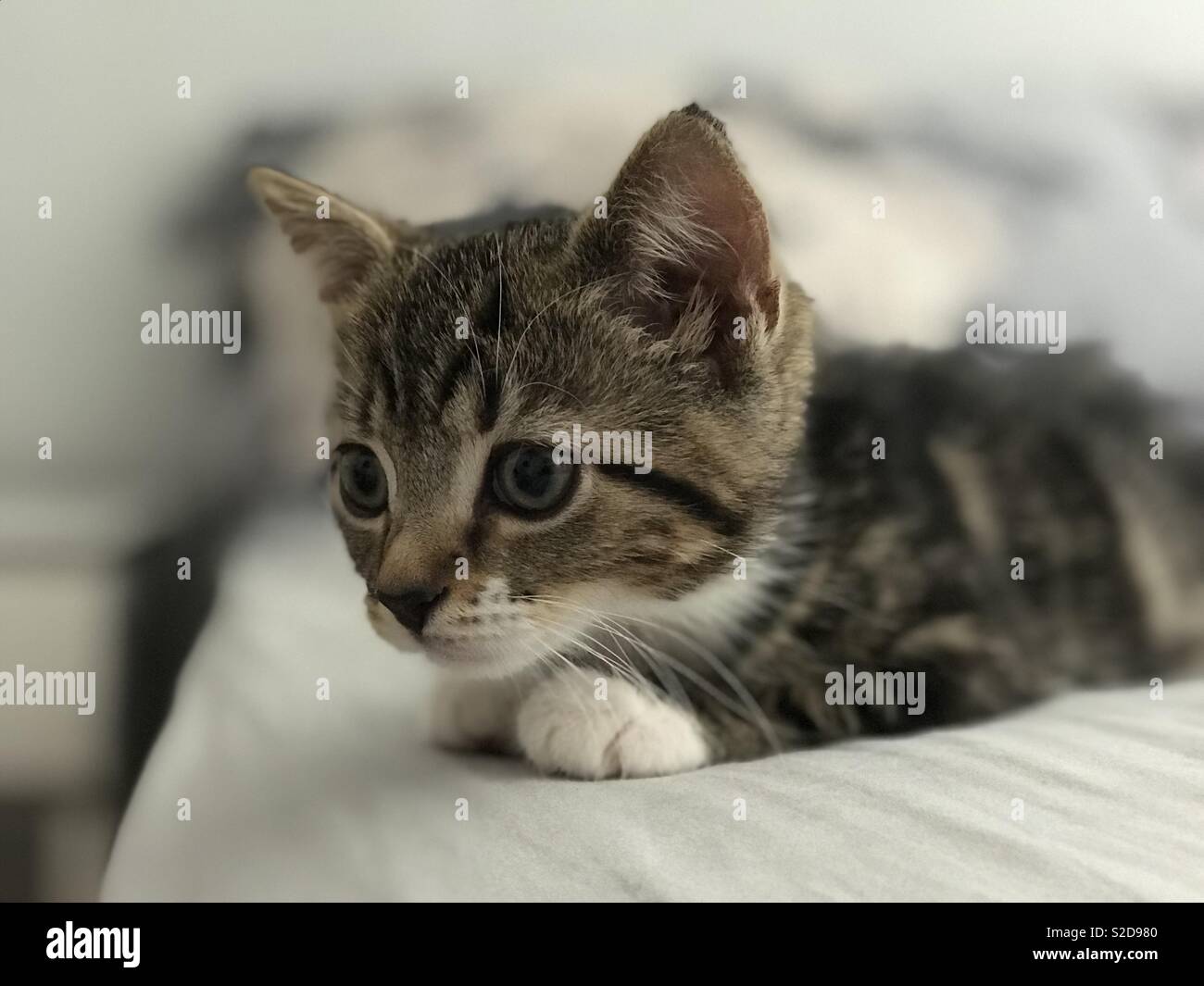 Sassy cat hi-res stock photography and images - Alamy