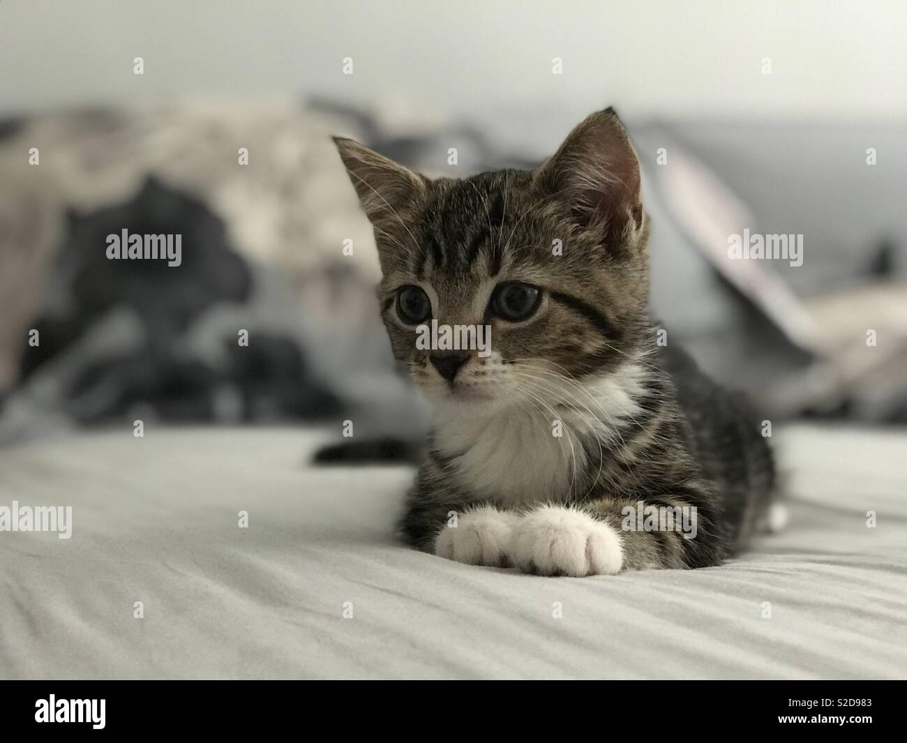 Sassy Kitten 2 Stock Photo - Alamy