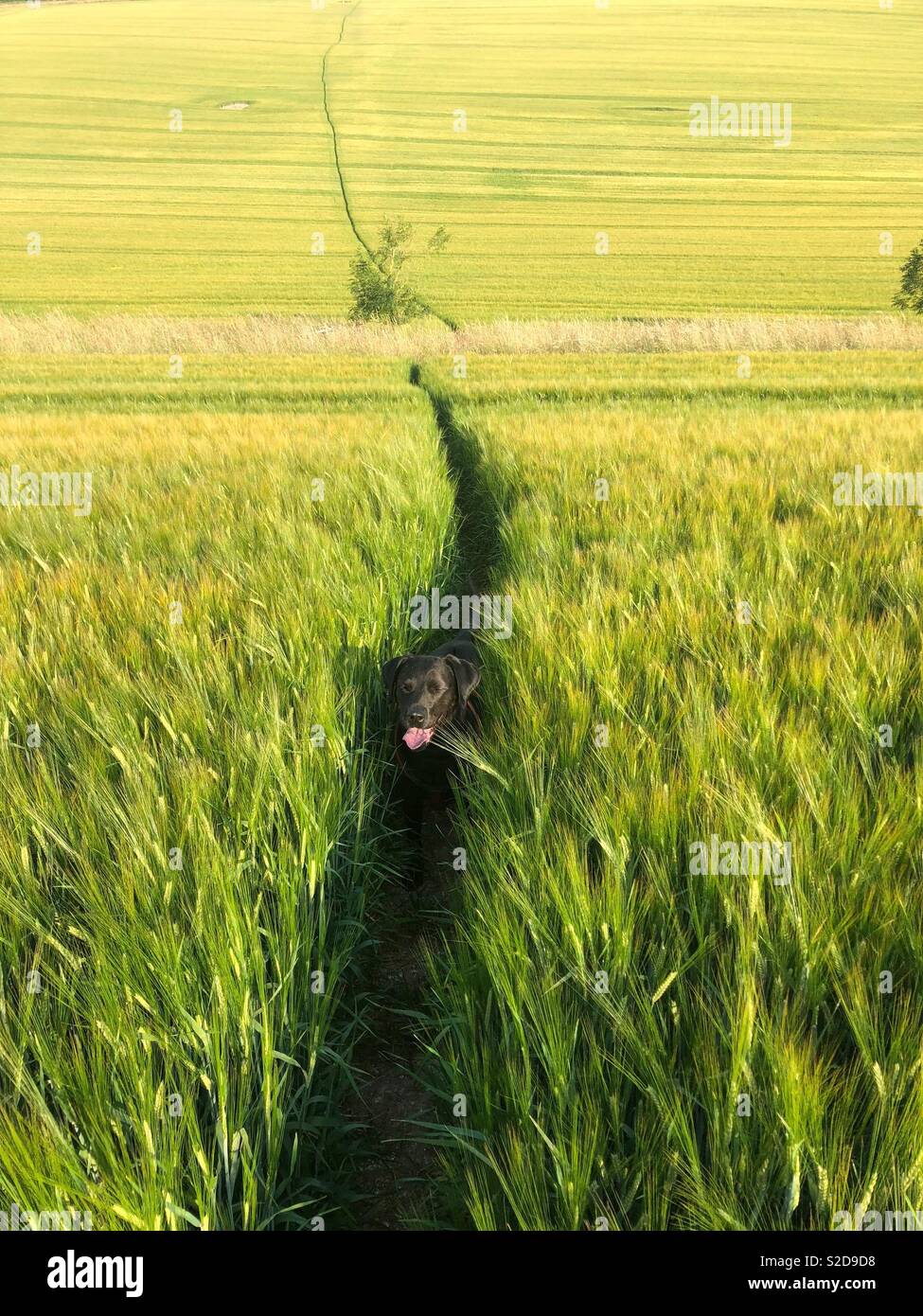 Black Dog walk through crop field happy travels Stock Photo - Alamy