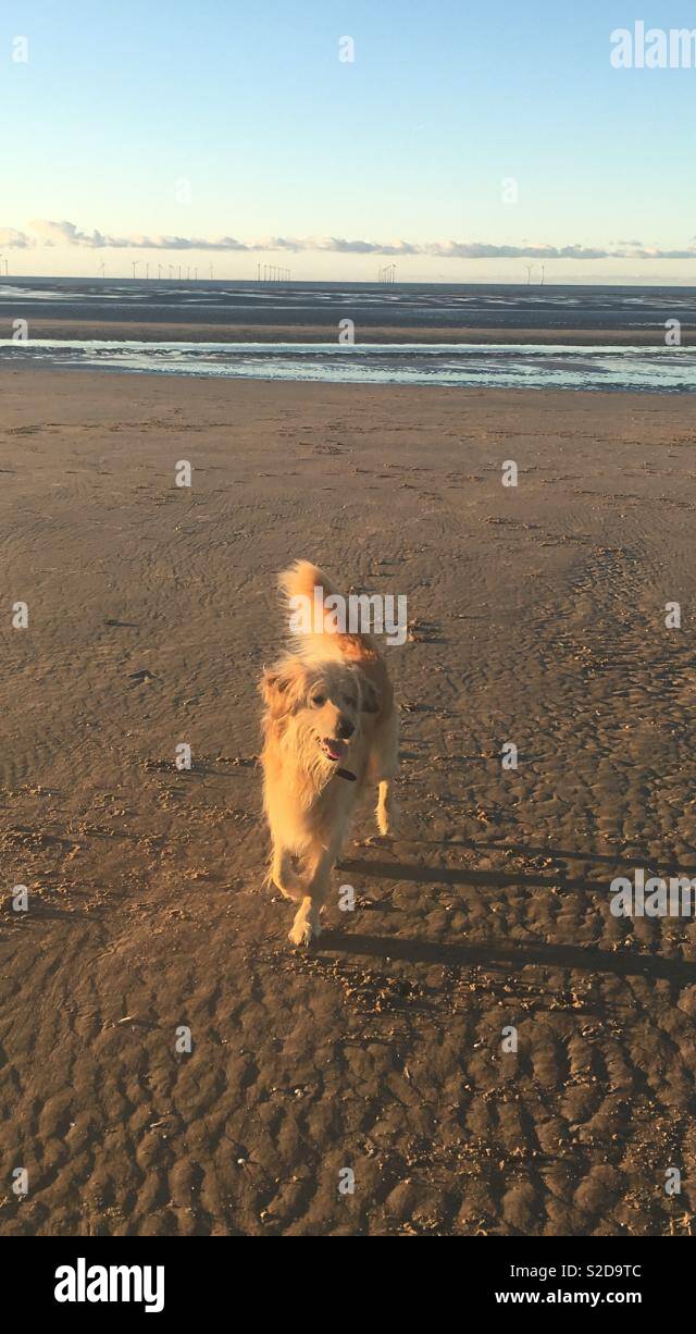 Sandy dog walks Stock Photo - Alamy