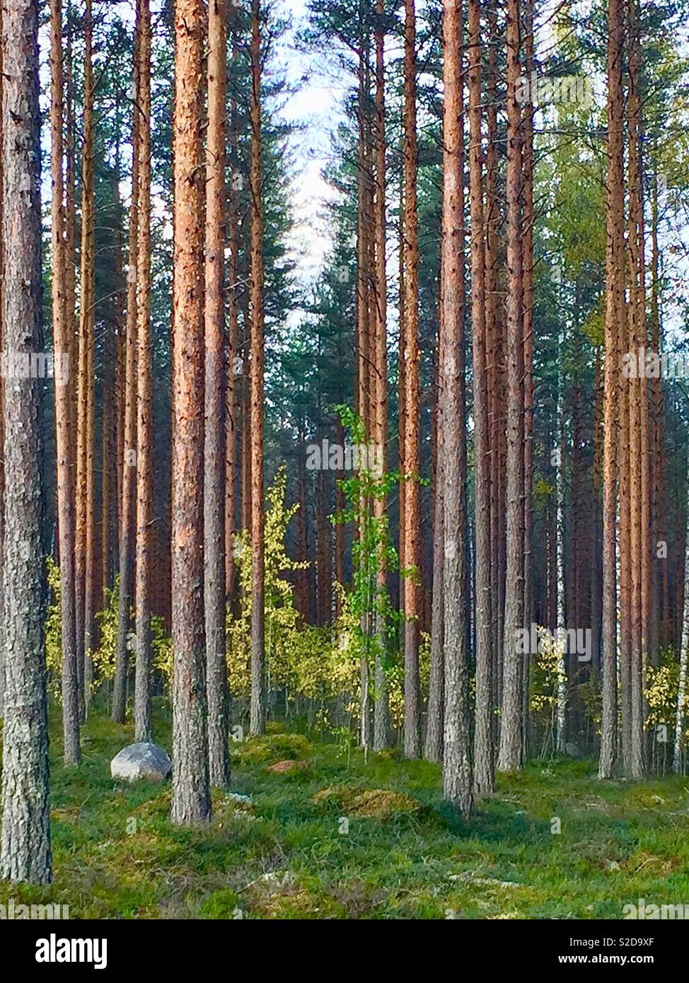 Pine and aspen hi-res stock photography and images - Alamy