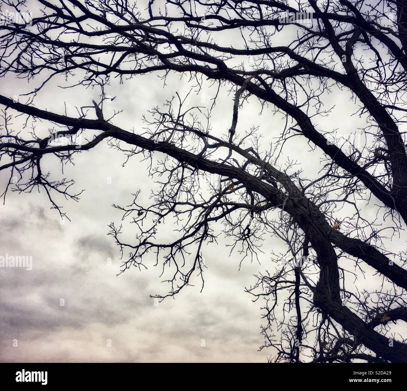 Spooky dark tree against foreboding clouds hi-res stock photography and ...