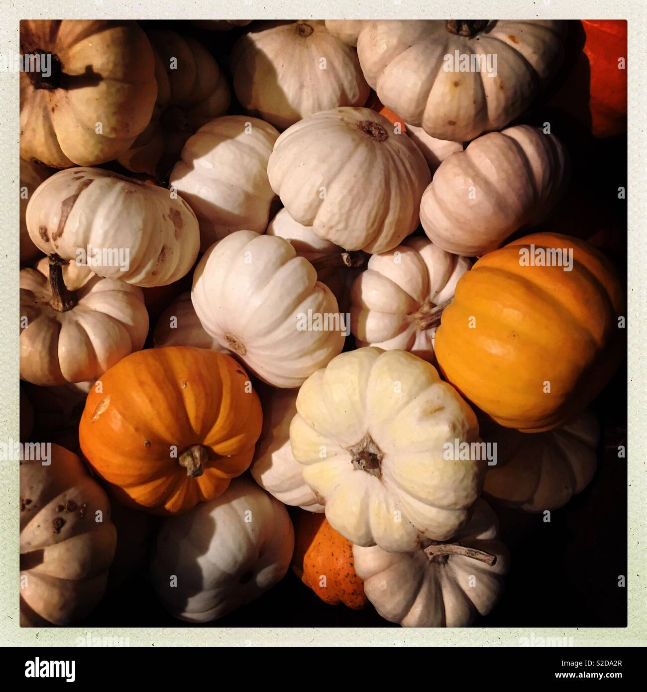 Mini Pumpkins High Resolution Stock Photography and Images - Alamy