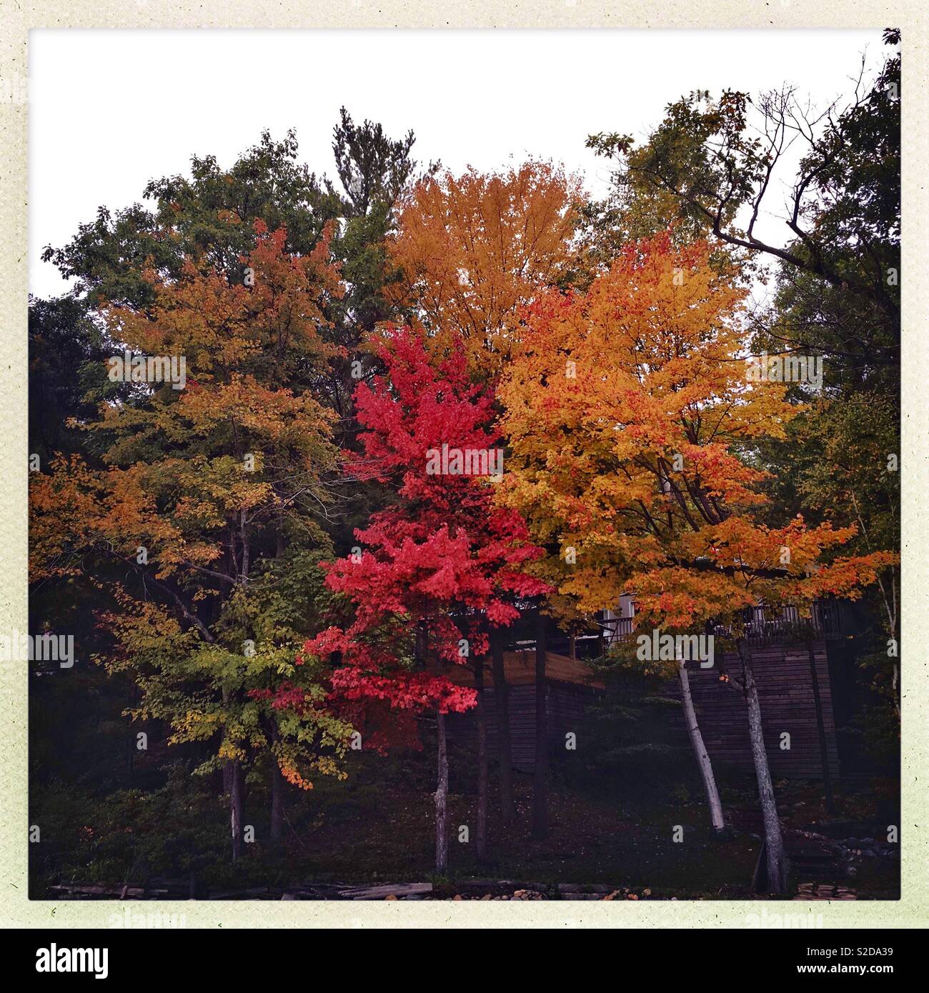 Trees cottage hi-res stock photography and images - Alamy