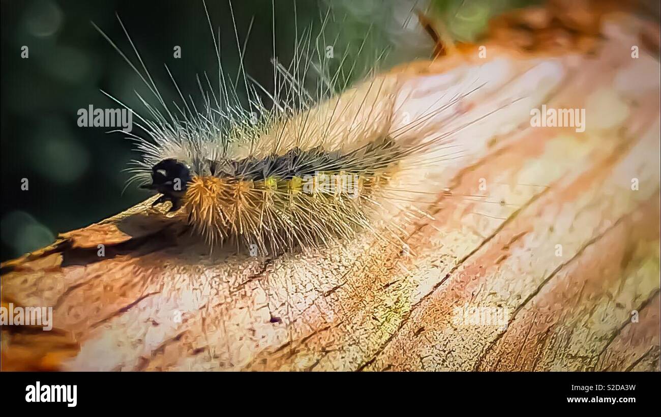 Fuzzy caterpillar hi-res stock photography and images - Alamy