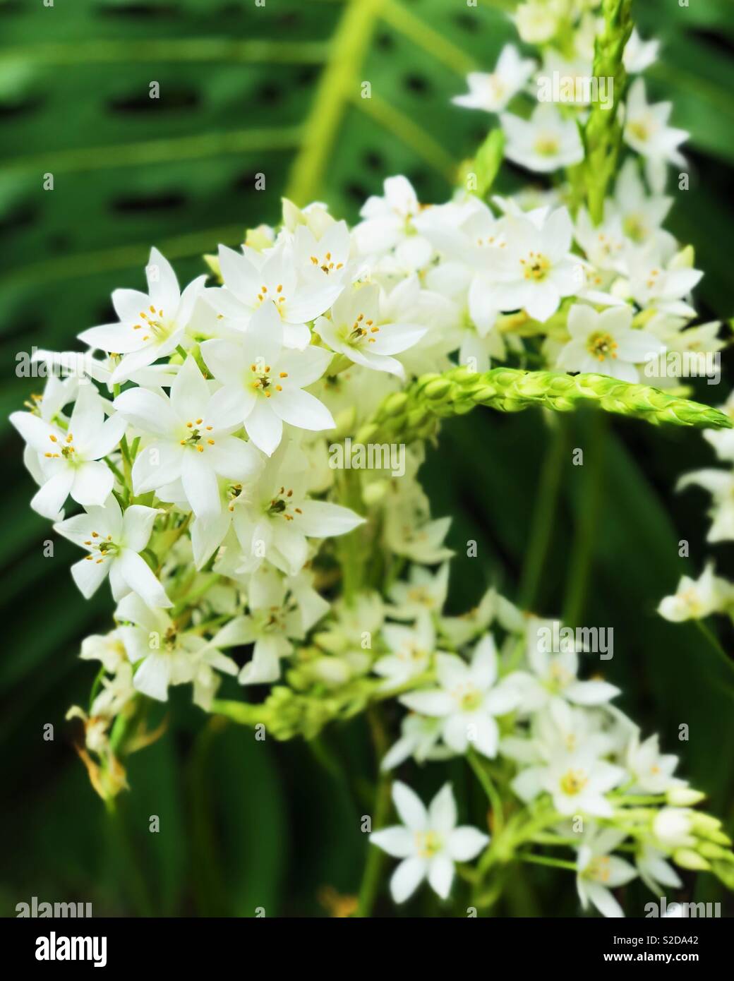 The white princess hi-res stock photography and images - Alamy