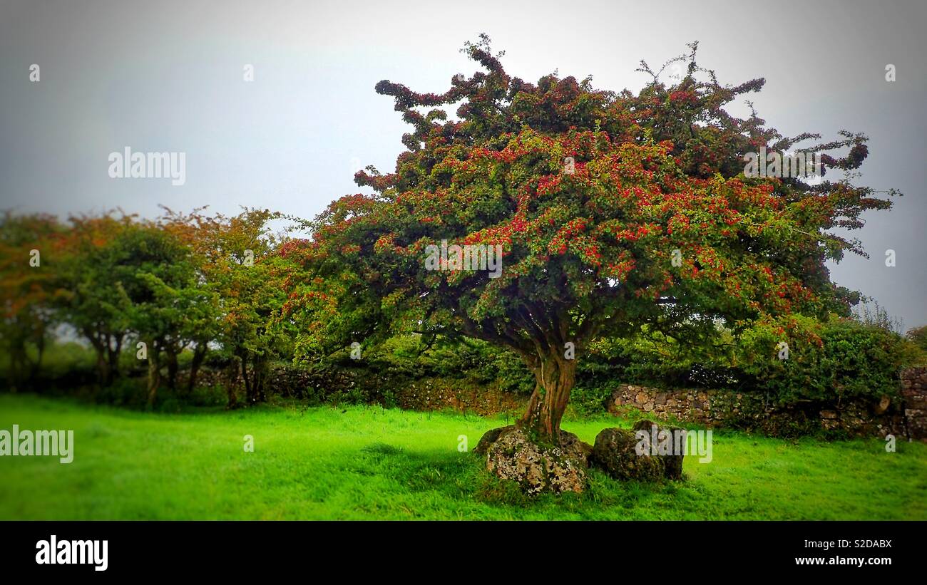 Uisneach hi-res stock photography and images - Alamy