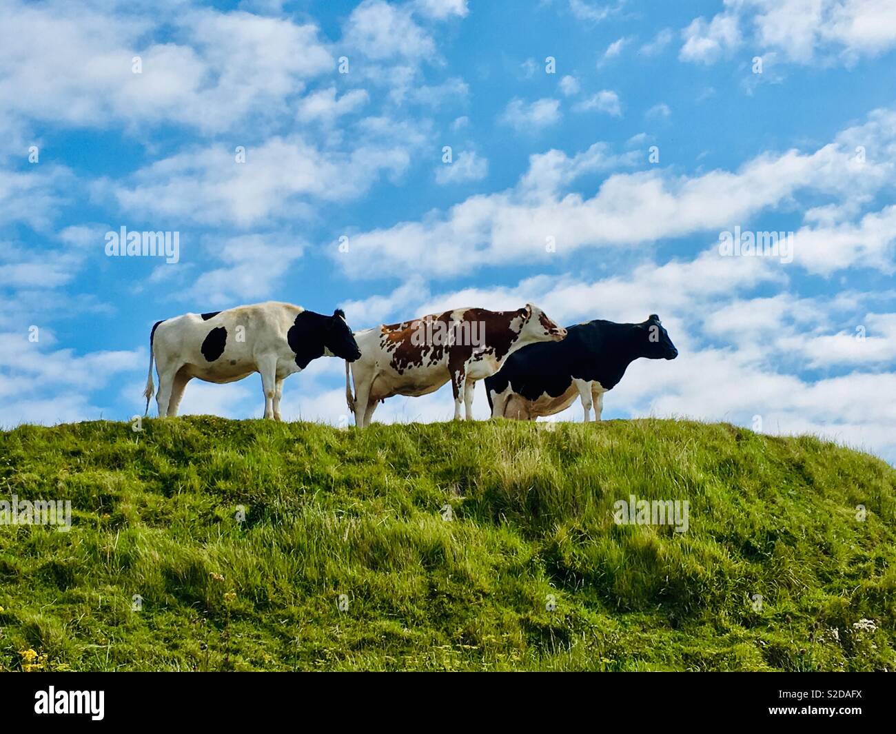 Cows Hill Stock Photos & Cows Hill Stock Images - Alamy