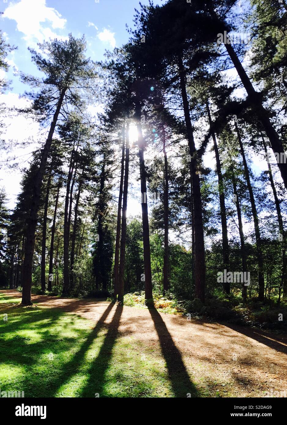Sunlight through tall pine trees hi-res stock photography and images ...