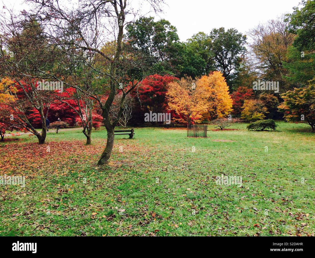 Red and yellow trees Stock Photo - Alamy
