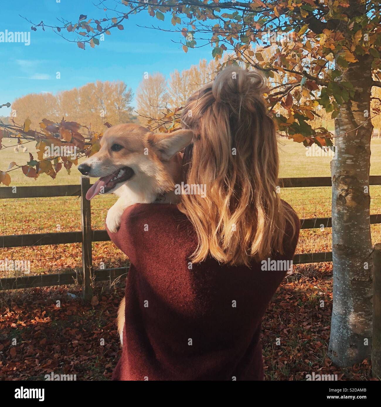 Corgi cuddling owner Stock Photo - Alamy