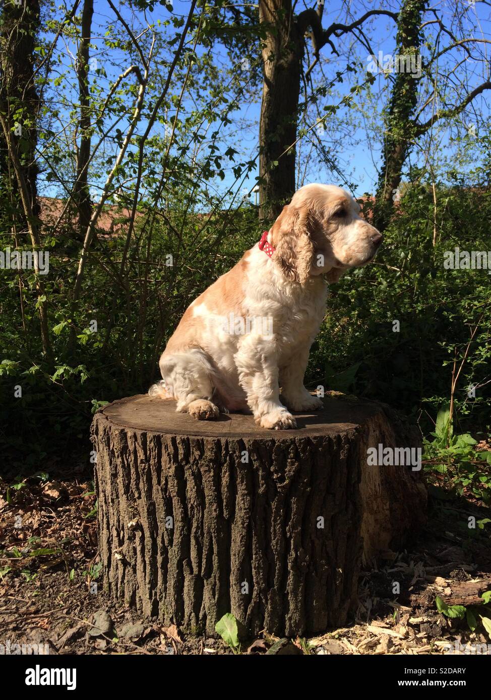 Orange and white Cocker spaniel sitting on tree trunk in autumn woods ...