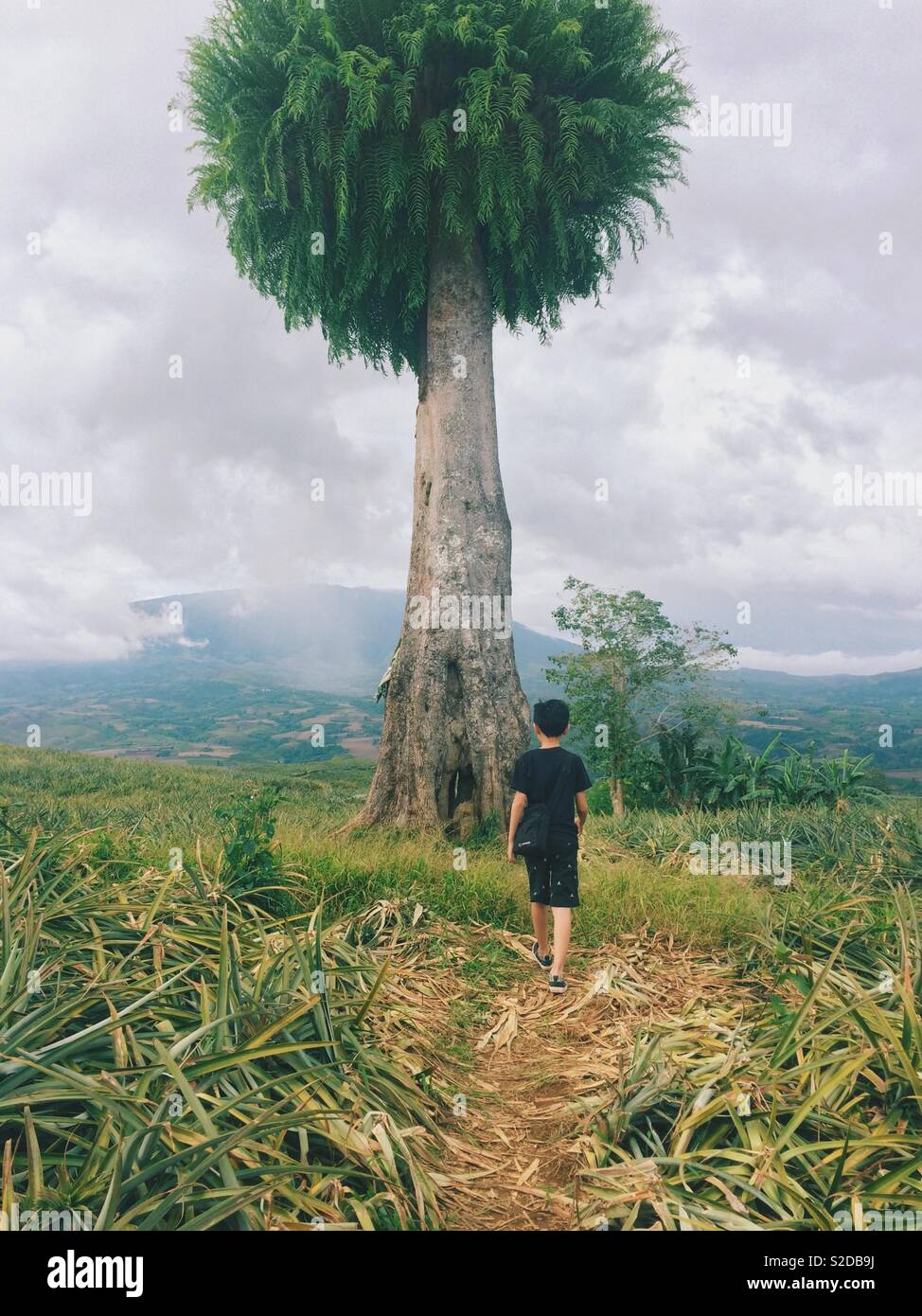 Tall tree and a child Stock Photo - Alamy