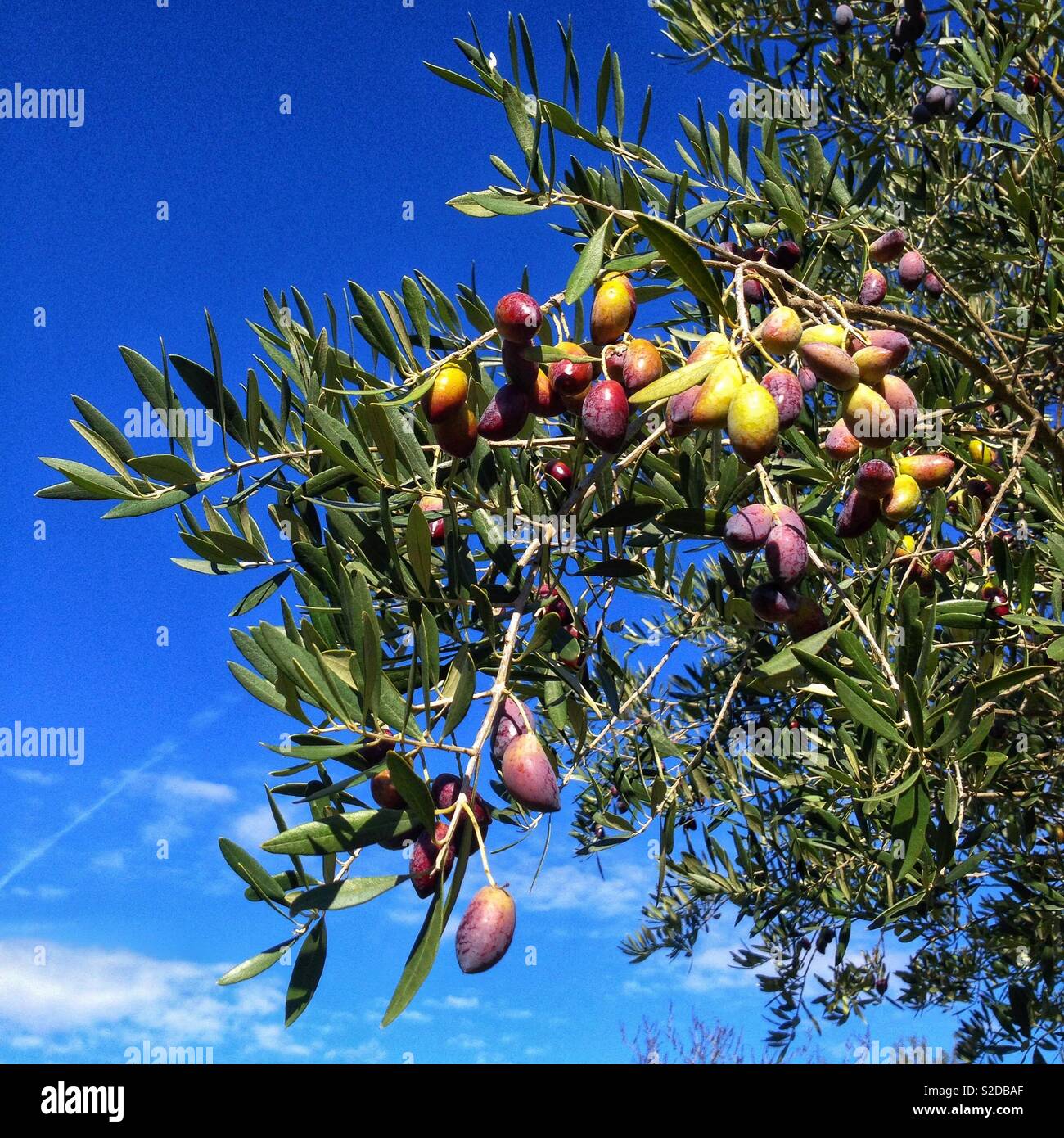 Olives in tree hi-res stock photography and images - Alamy