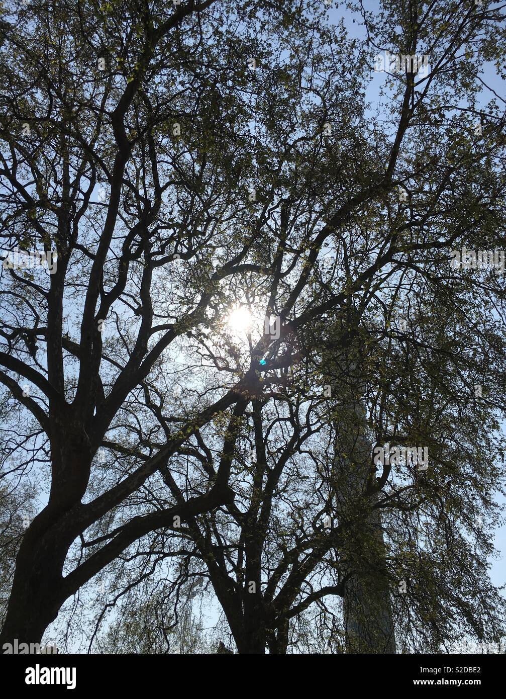 Veil of trees hi-res stock photography and images - Alamy
